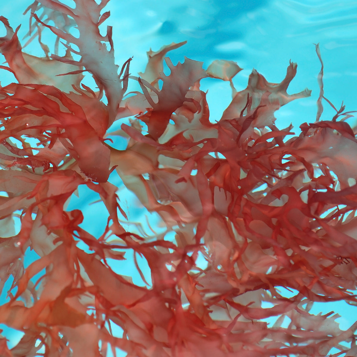 MAIN AU CIEL – Narcyss